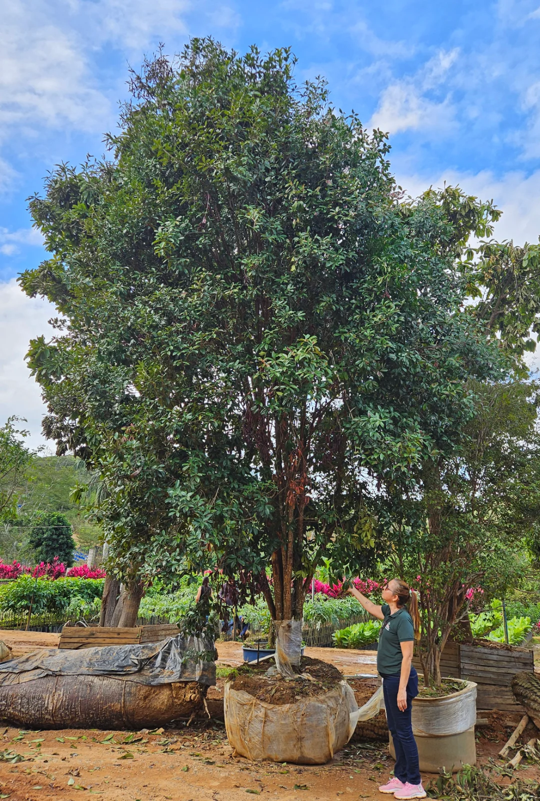 Abiu roxo - Viveiro das Árvores