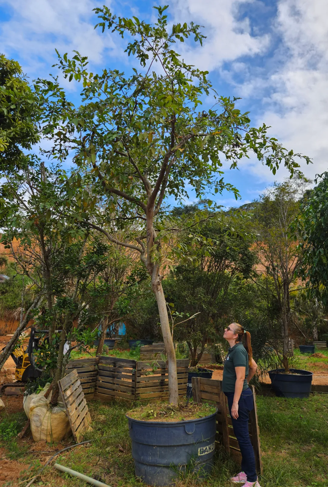 Goiaba - Viveiro das Árvores