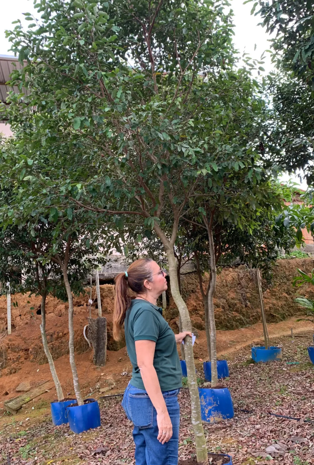 Oiti - Viveiro das Árvores